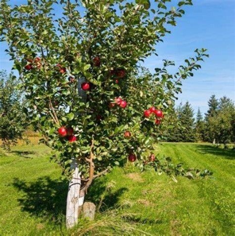 1 Honeycrisp & 1 McIntosh Apple Tree | Sawyer County Tree Sale